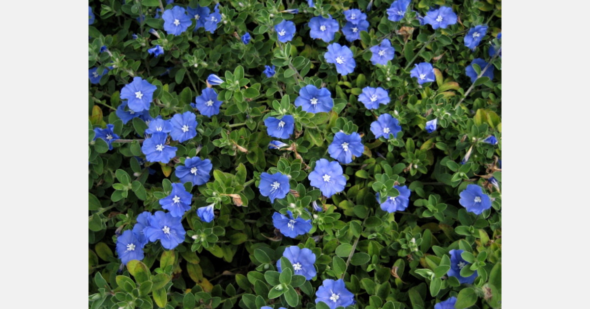 Blue Daze named Texas Superstar