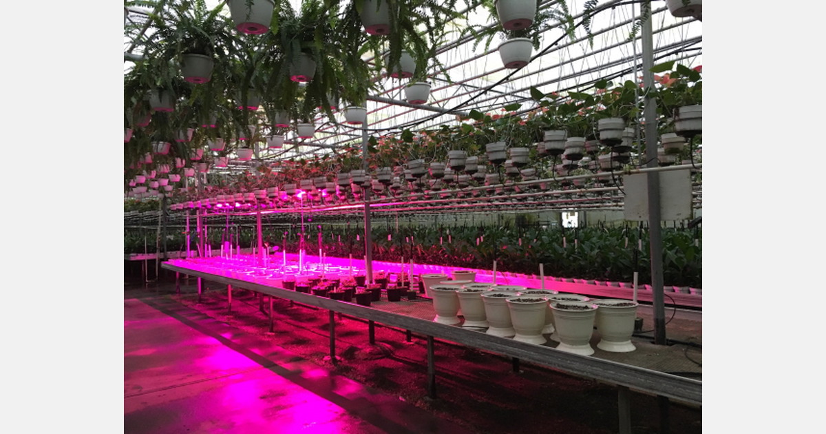 LED grow lights help bloom show-stopping plants