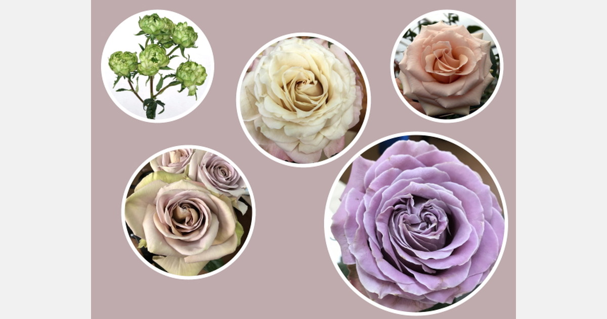 Alexandra Farms announces five new garden rose varieties