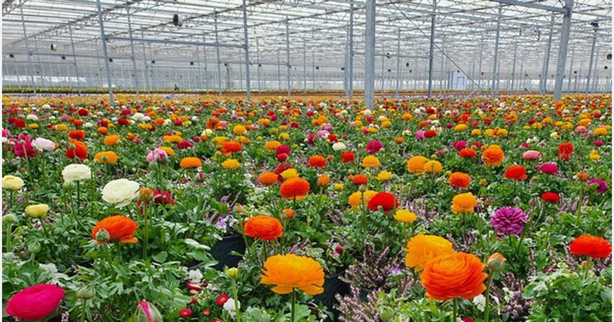 UK: Bridge Farm Group returning to independent ownership