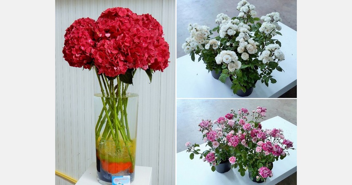 Interplant Roses represents Kolster BV in East Africa