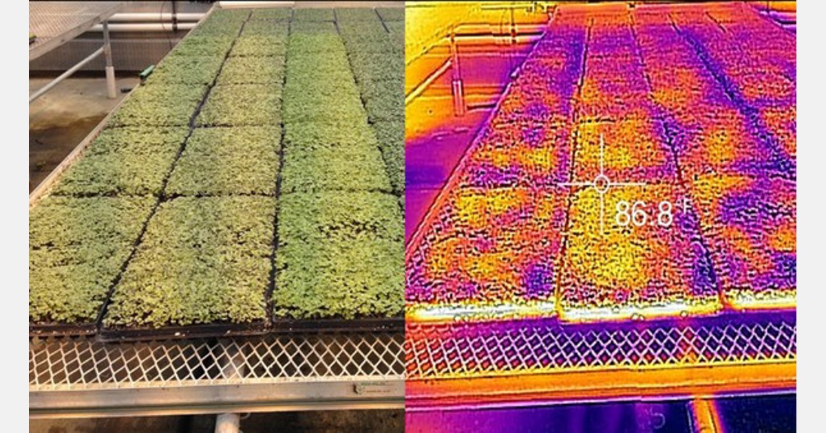 Smart sensor for measuring plant nitrogen status of floriculture crops