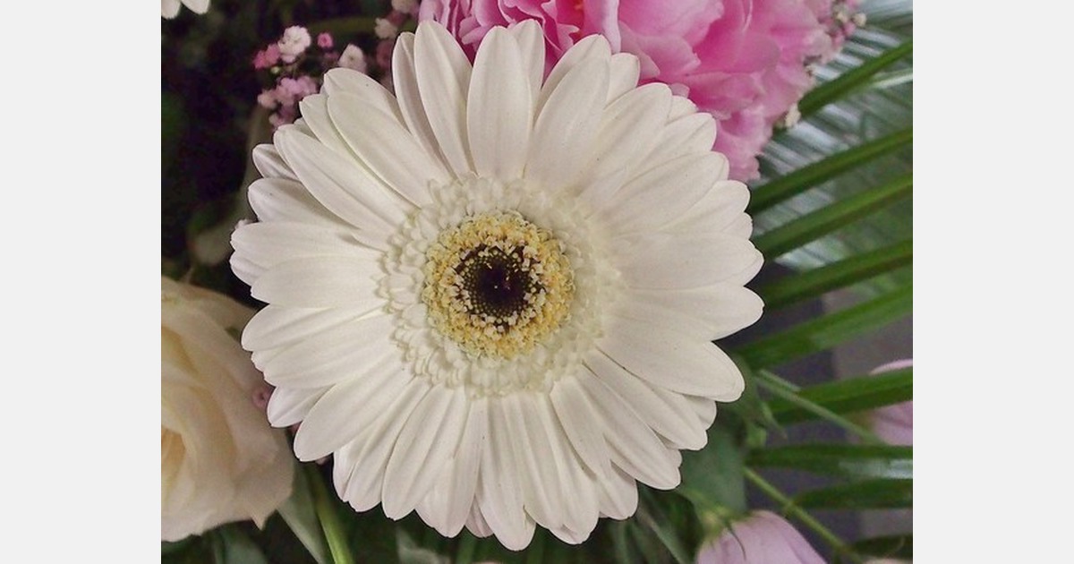 Indian scientists evaluate gerbera cultivars