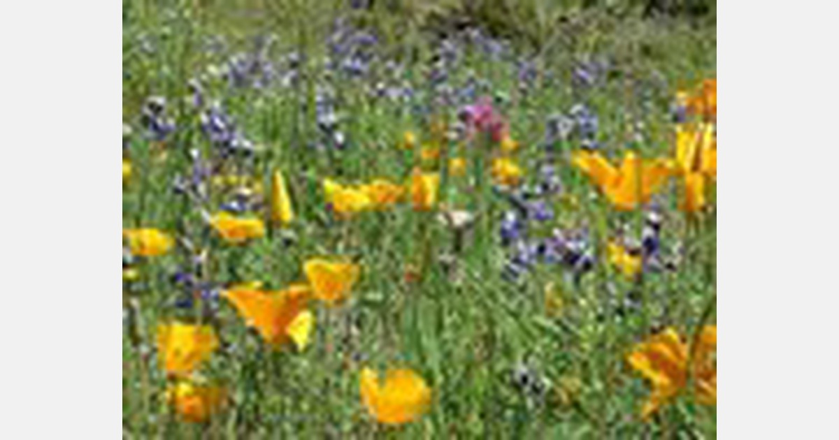 US (CA): UC IPM Pest Management Guidelines Floriculture and Ornamental ...