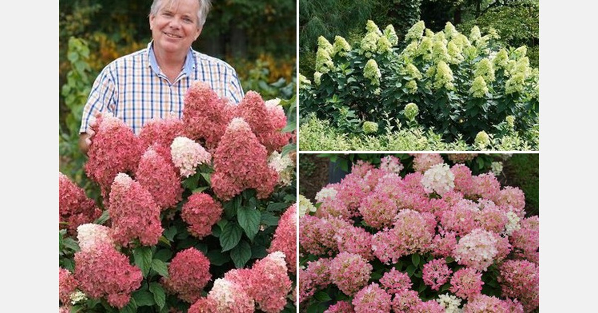 Spring Meadow Nursery introduces three new Proven Winners ColorChoice ...