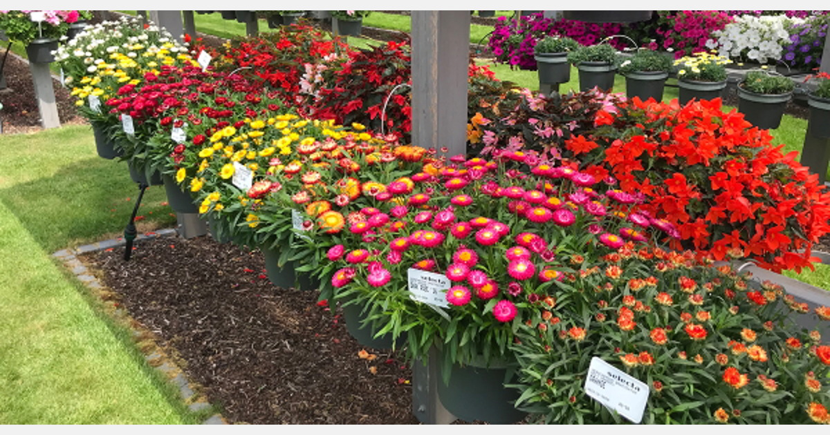 Insights into the Selecta show garden