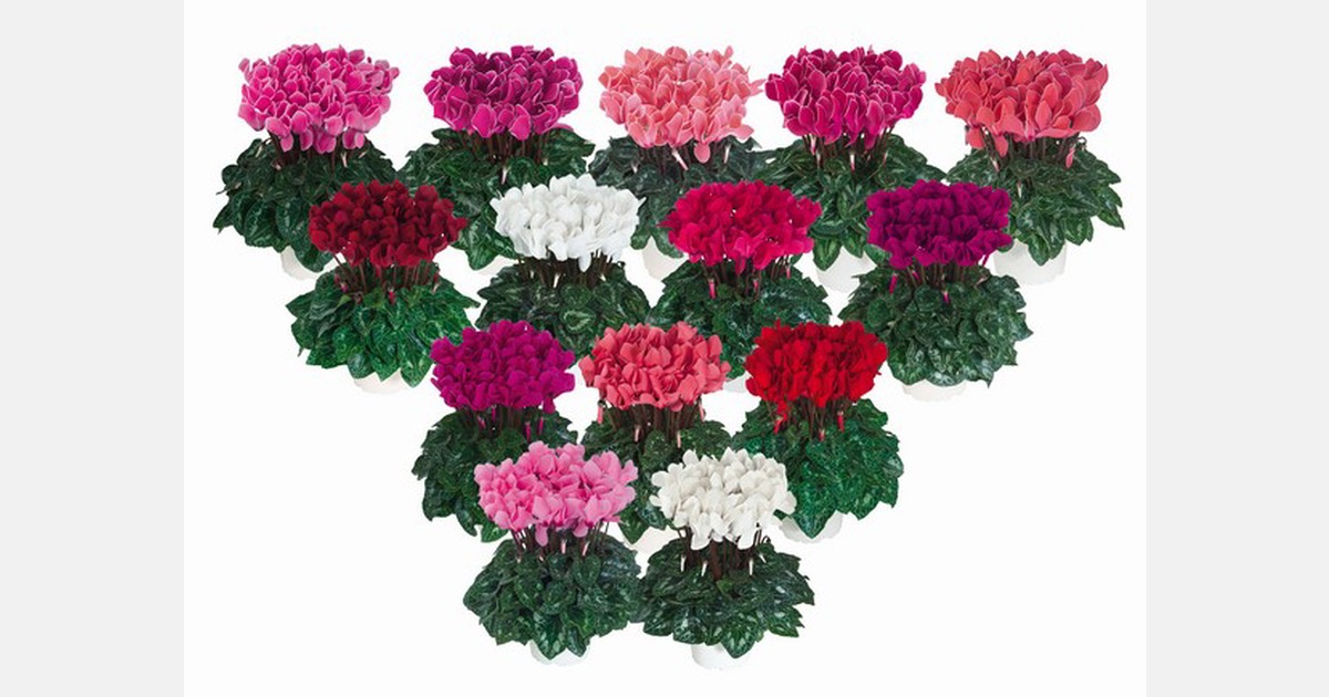 Morel introduces 14 new varieties