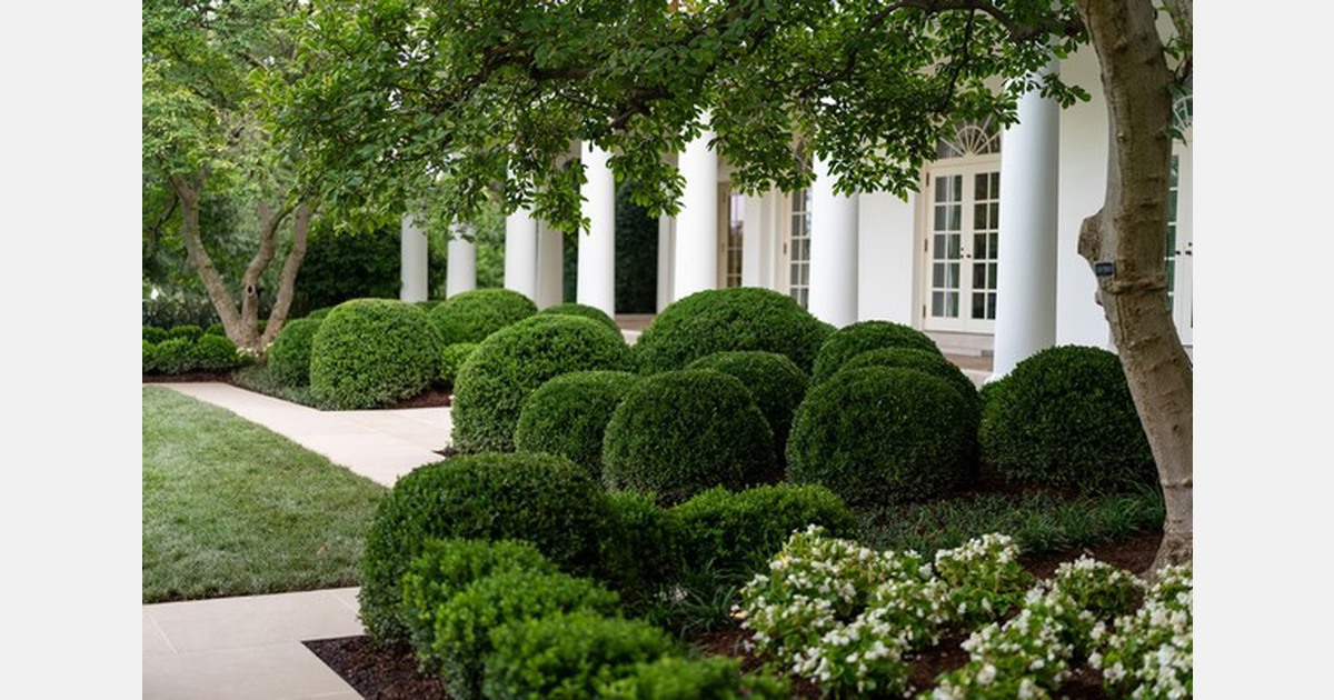 Saunders Brothers, NewGen Boxwood supply boxwood for White House Rose ...
