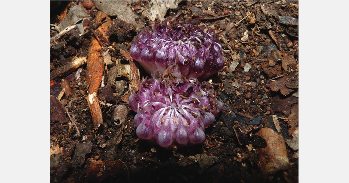 To protect a rare underground orchid, researchers are keeping its ...