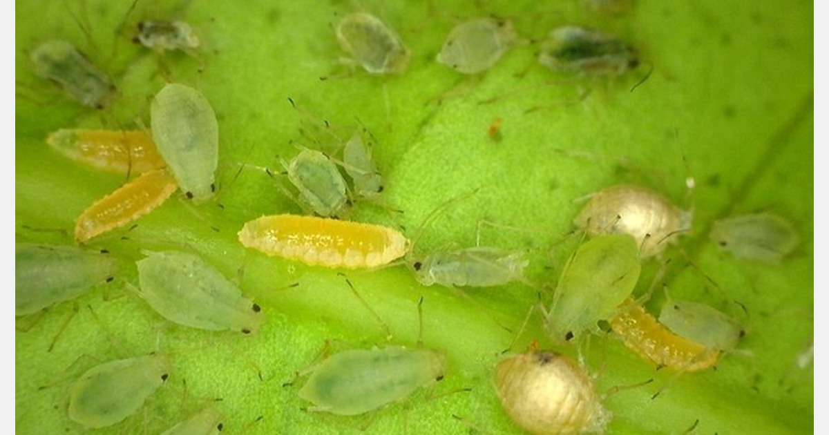 Bug Bites: An Intermediate-level seminar series on greenhouse ...