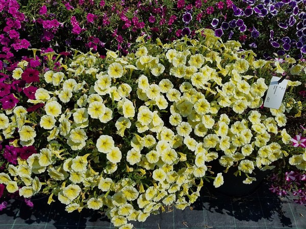 Selecta one varieties tested for drought-tolerance