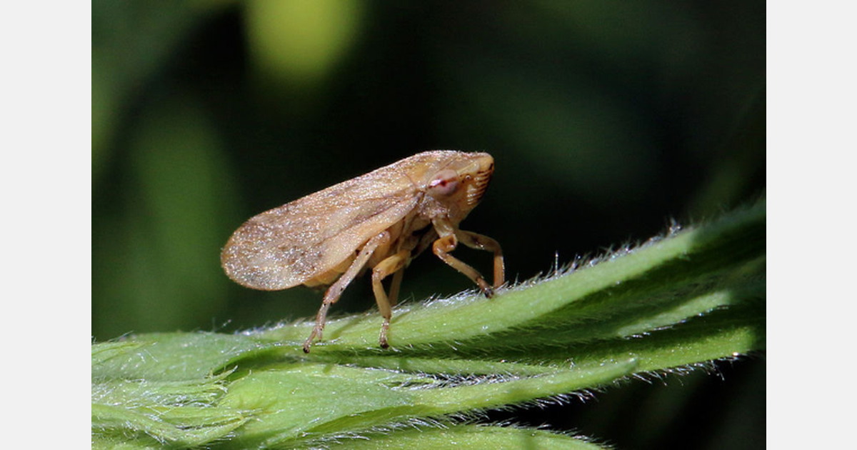 Xylella fastidiosa and its insect vectors