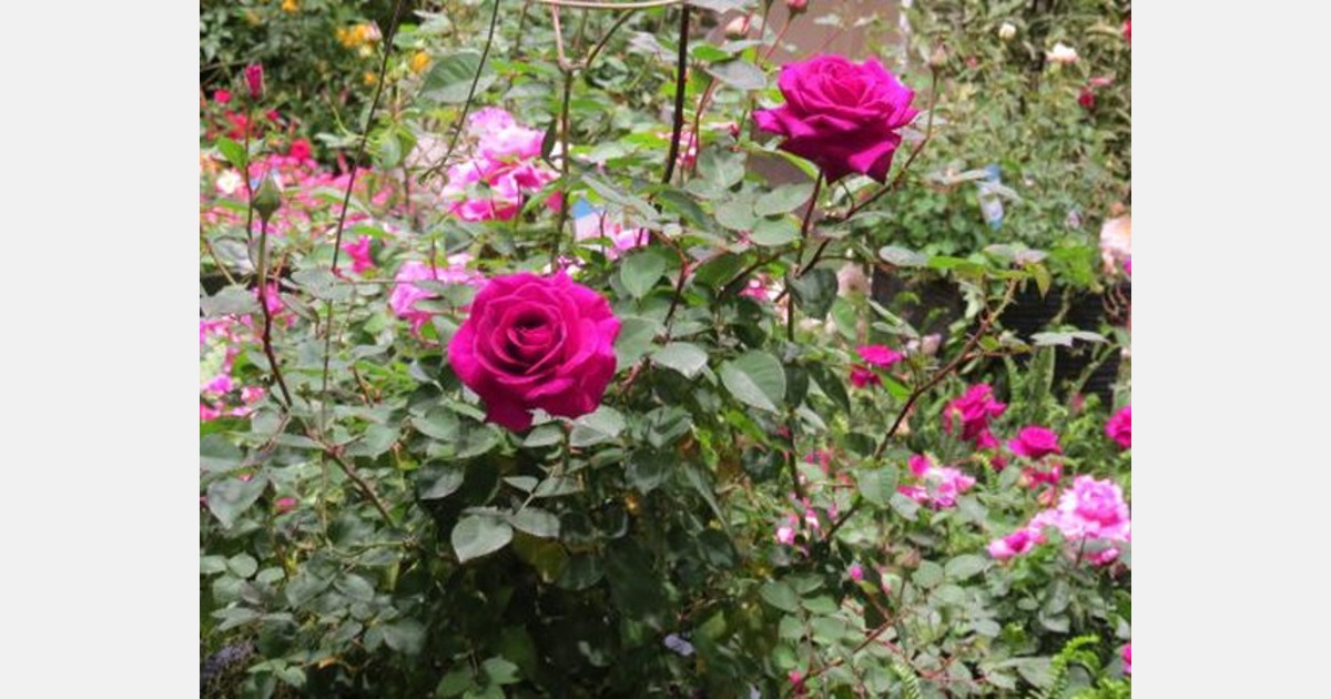 Brindabella Purple Prince wins American Garden Rose Selections Awards