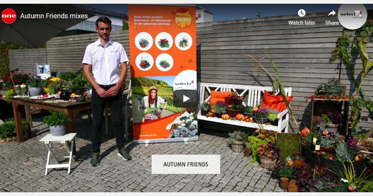 Selecta one presents new videos of perennials, chrysanthemum and ...