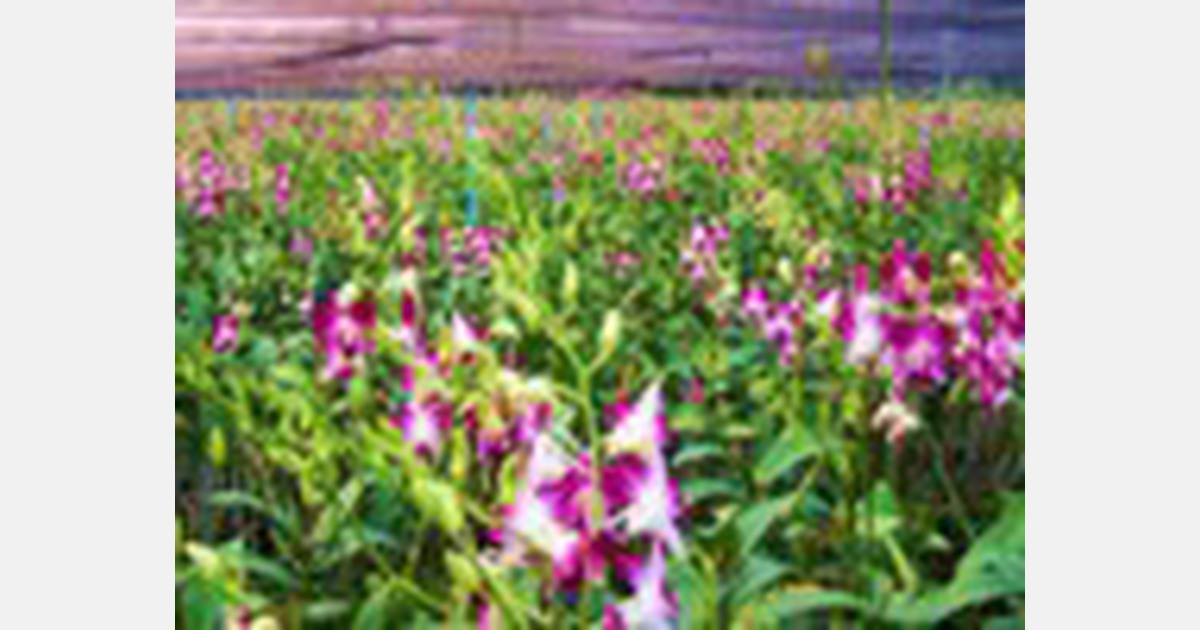 Growing of Dendrobium Orchids in greenhouse