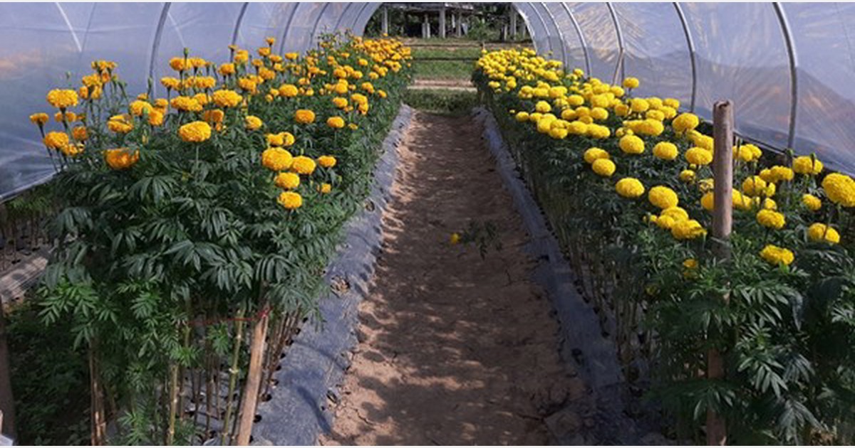 Trial shows potential of single stem marigold cut flowers for vase ...