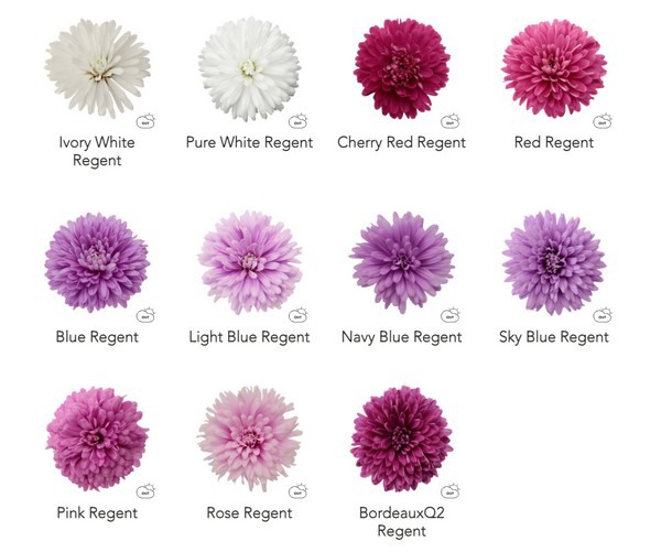 "New exciting prospects in Asters breeding"