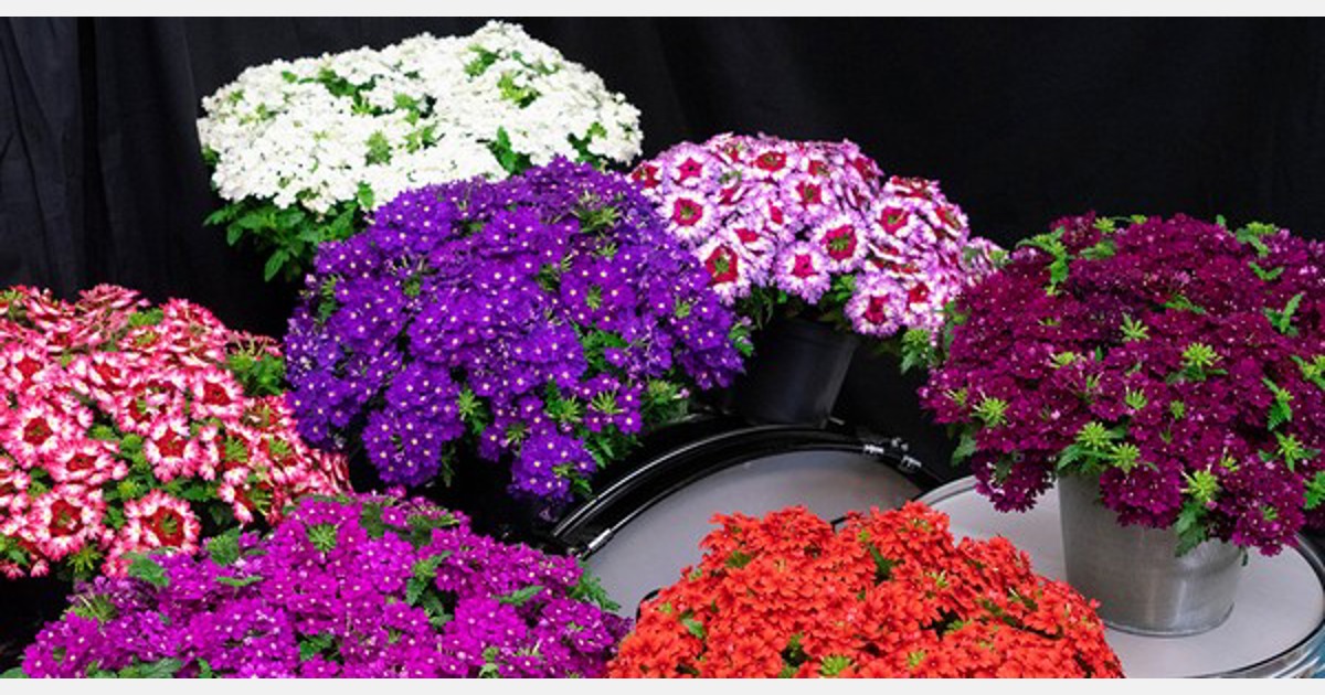 Selecta One presents bedding and pot plants highlights 2021
