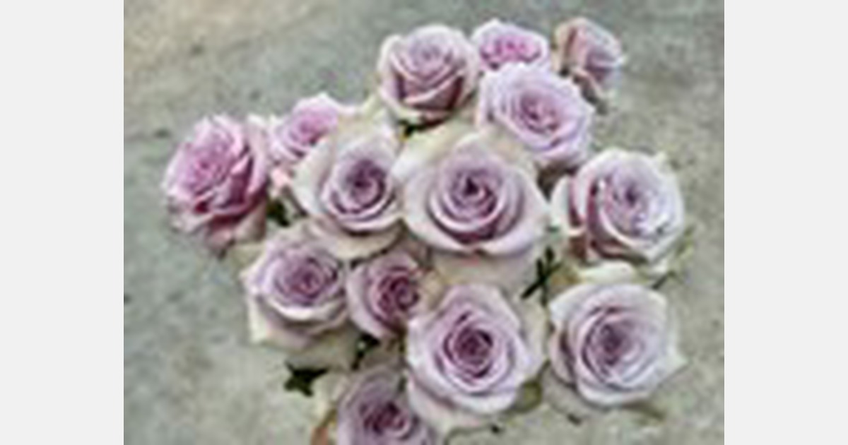 Interplant Roses presents ‘Spray Rose of the Week’