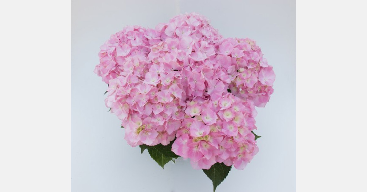 light pink hydrangea varieties