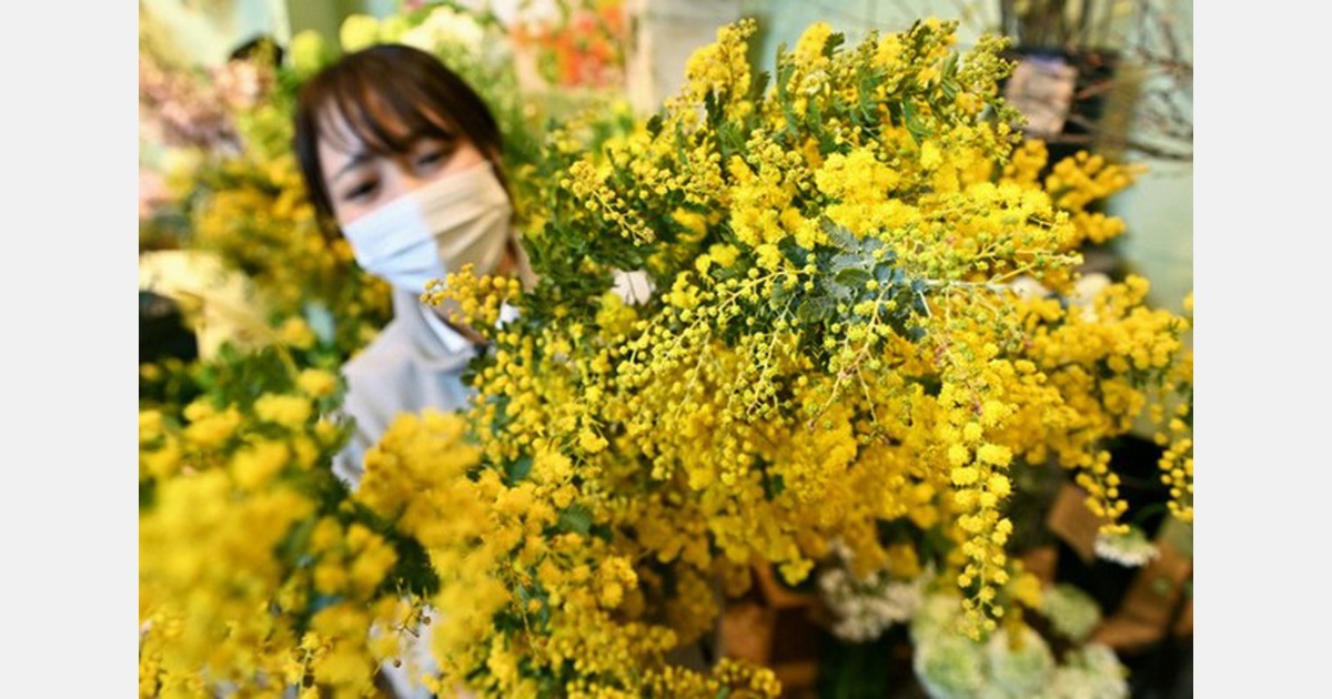 Giving mimosa flowers for International Women's Day gradually growing ...