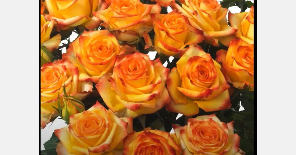 NL: Interplant Roses launches top 100 spray roses guide
