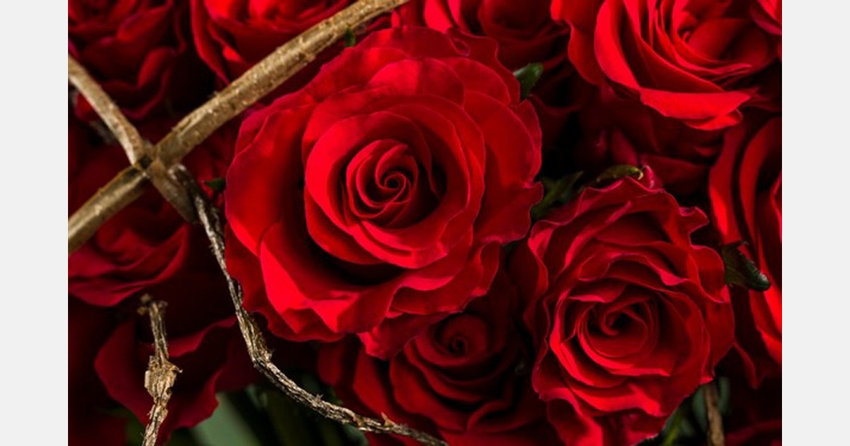 The new red rose from Africa: Red Tacazzi