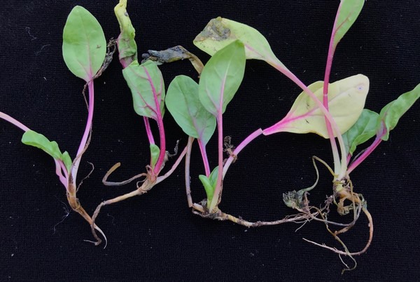 Pythium Root Rot: symptoms and origins