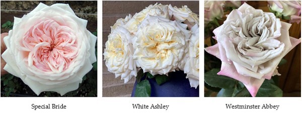 Colombia: Alexandra Farms introduces nine garden rose varieties