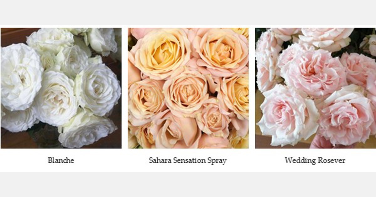 Colombia: Alexandra Farms introduces nine garden rose varieties