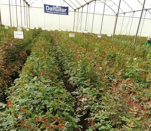 "The Ethiopian flower industry has shown remarkable growth over the ...