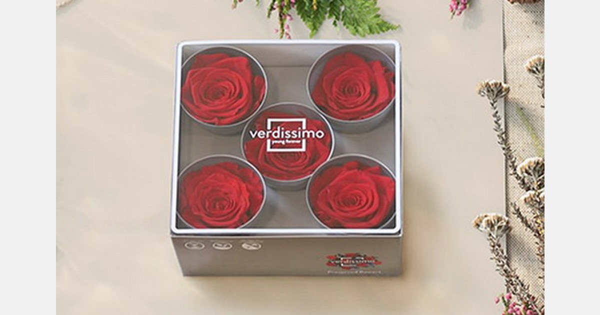 Verdissimo introduces new preserved rose: the Rose Queen