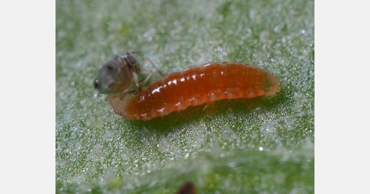 Aphidoletes-System: "as efficient as it is effective at controlling aphids"