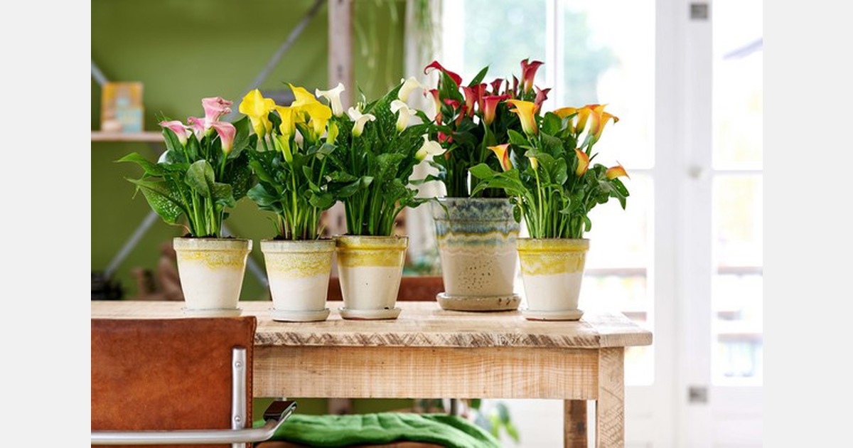 New varieties and much more at the Digital Captain Calla Days