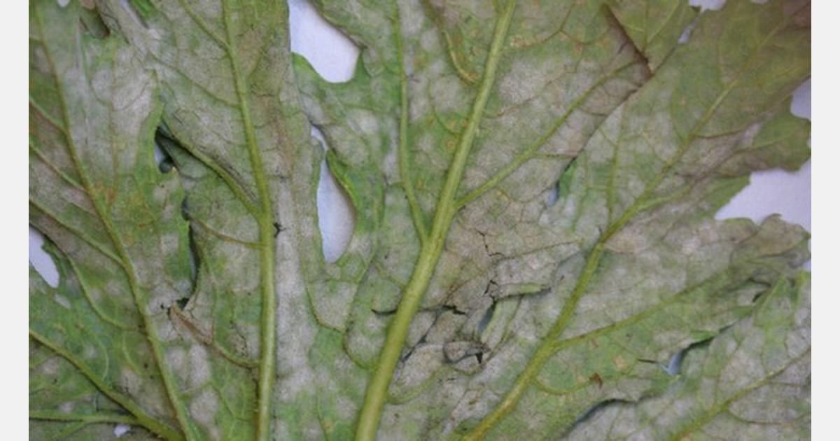 Powdery mildew: how to recognize it