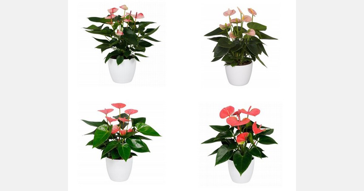 Anthura news: building updates and new catalogue