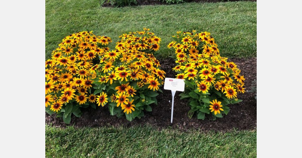 “This new Rudbeckia variety, which is colored like flames, is standing ...