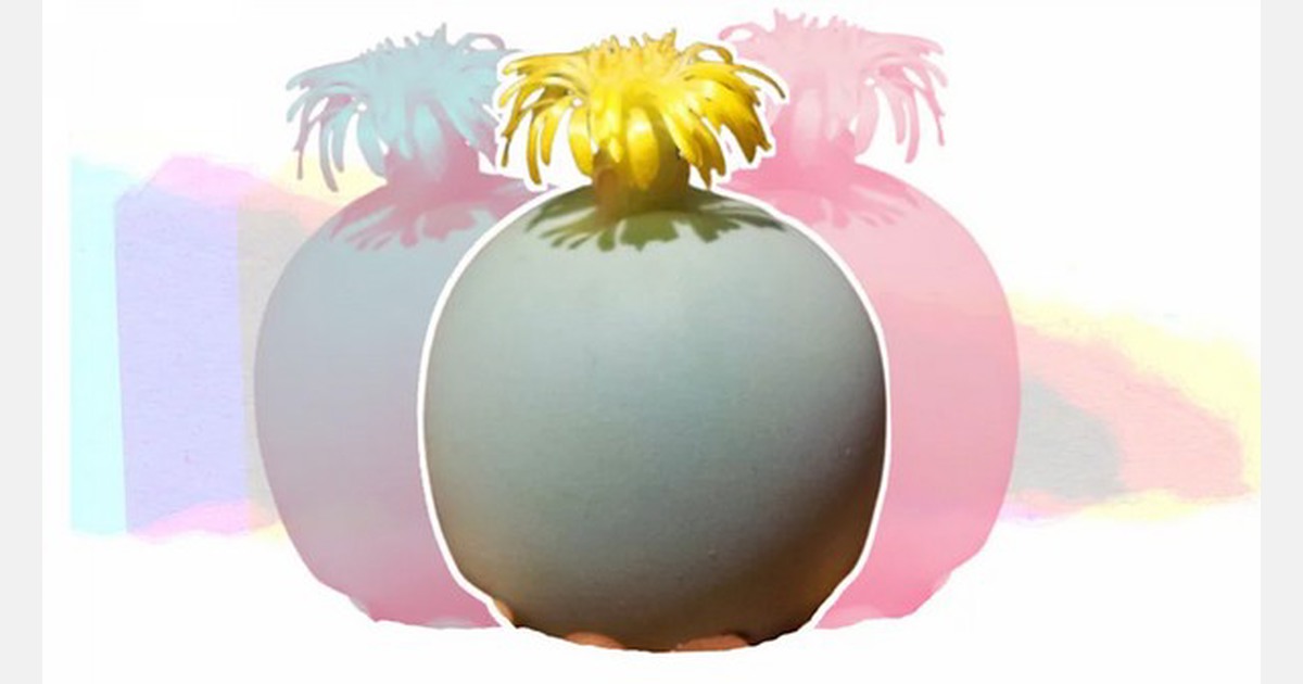 Plant-stealing: houseplant trend is fuelling an uptick in succulent ...