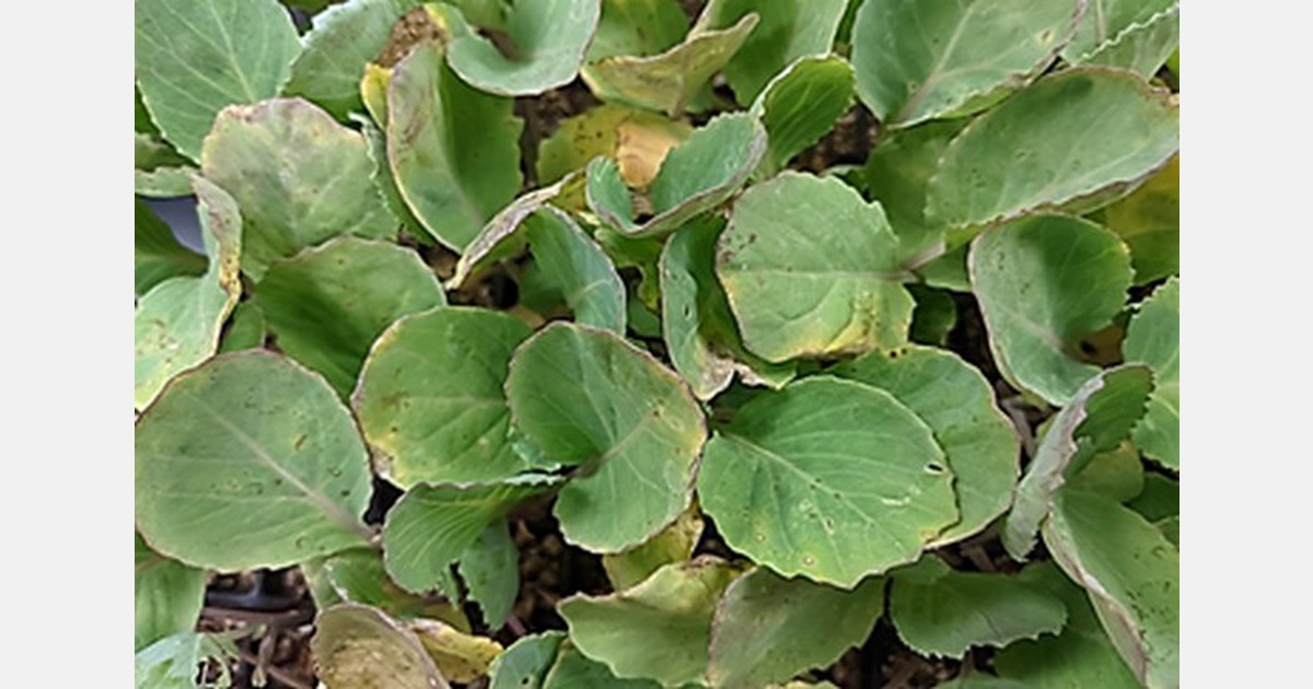 "Introducing a rapid diagnostic test for detection of the Xanthomonas ...