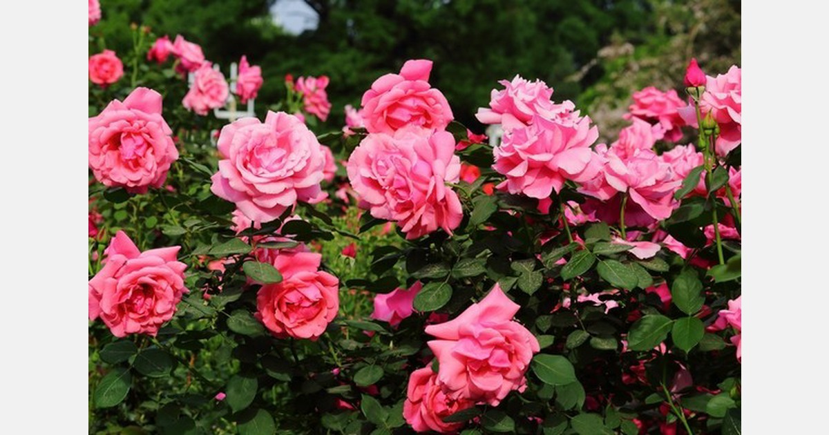 Molecular understanding of postharvest flower opening and senescence