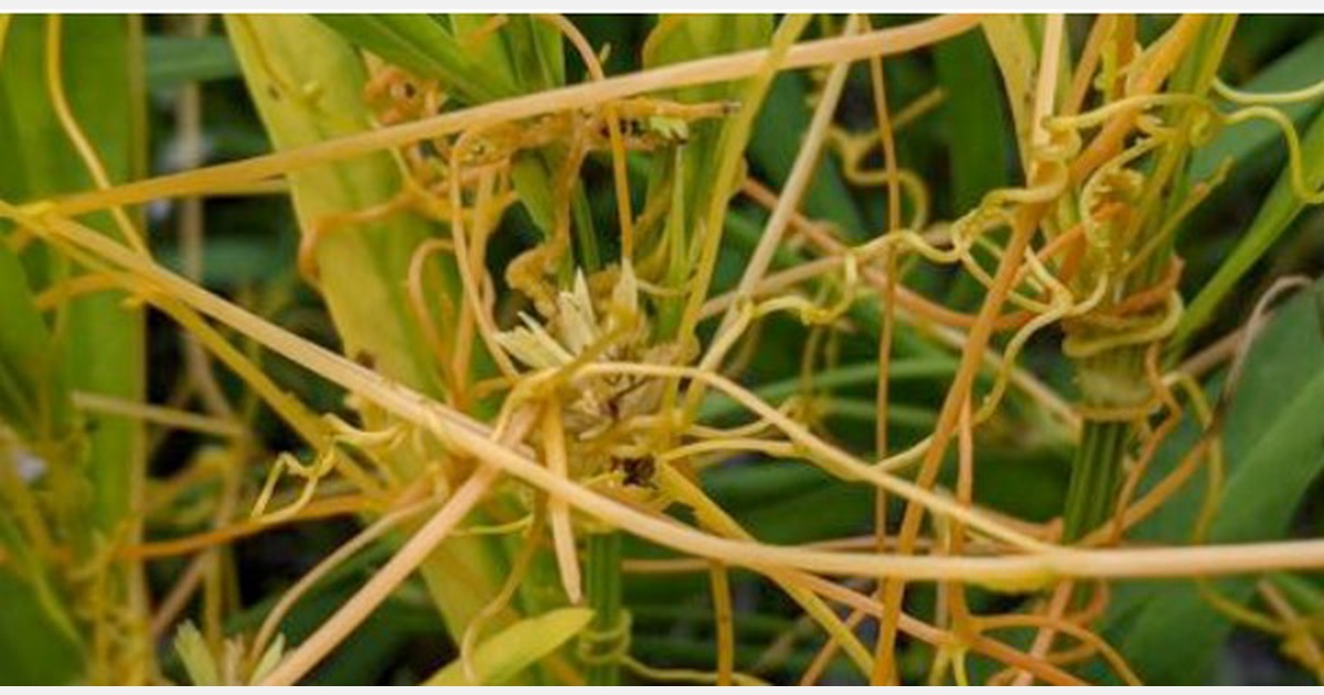 Dodder: orange, spaghetti-like growth