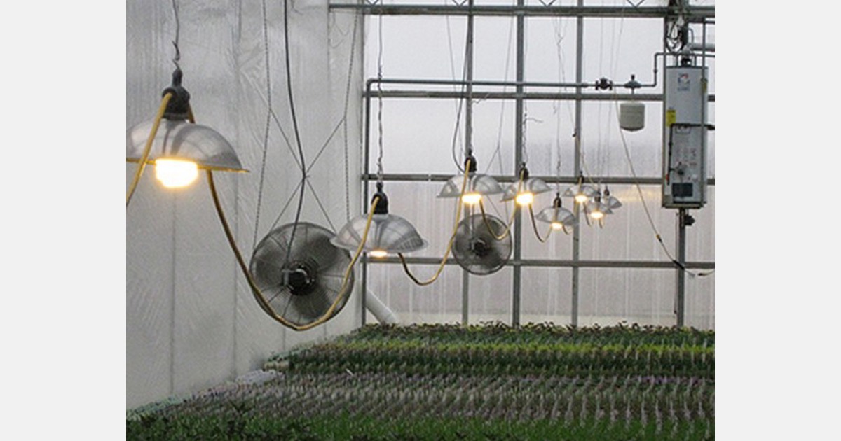 Helping growers with long day lighting perennials in the Fall