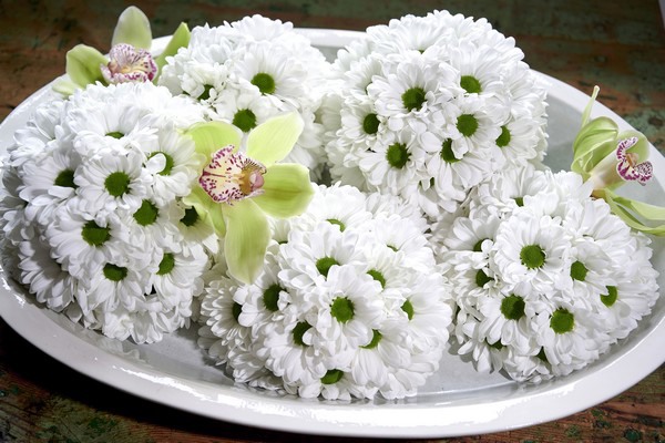 NL: New Chic chrysanthemums arriving from LinFlowers