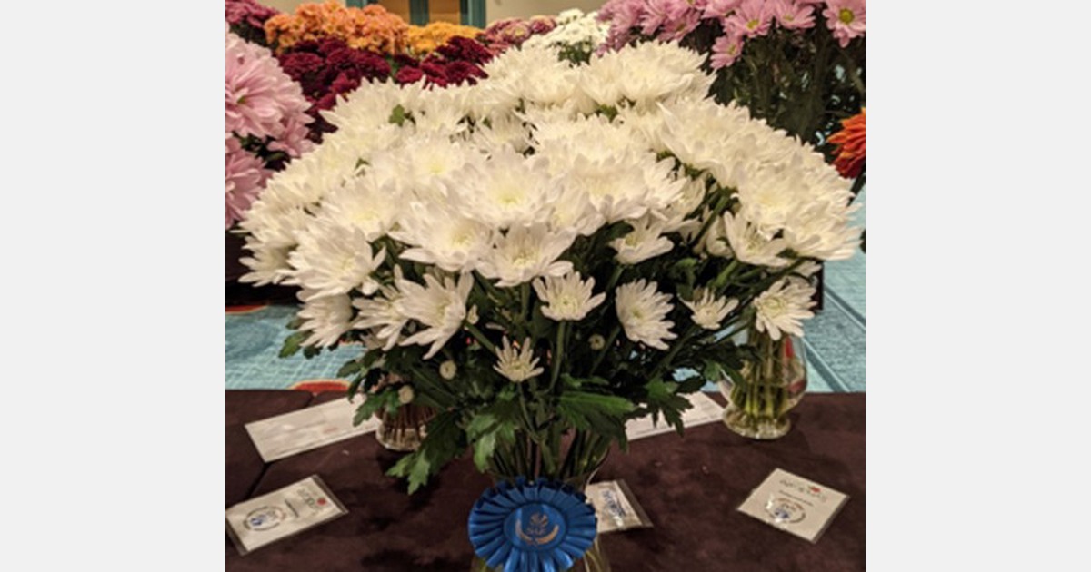 Dümmen Orange awarded 13 ribbons at SAF's Outstanding Varieties Competition