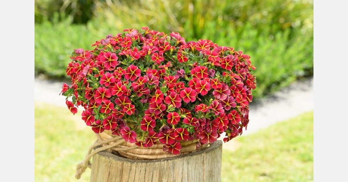 Danziger Innovation Fest: "redefining modern breeding"