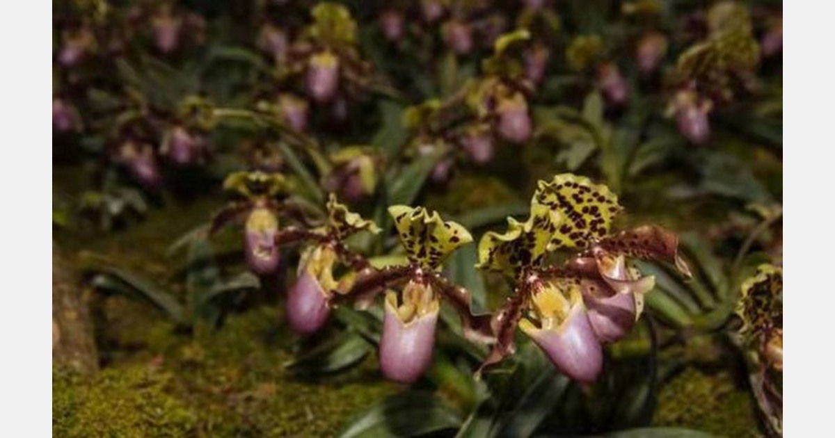 Progress seen in efforts to save ‘pandas of the plant world’