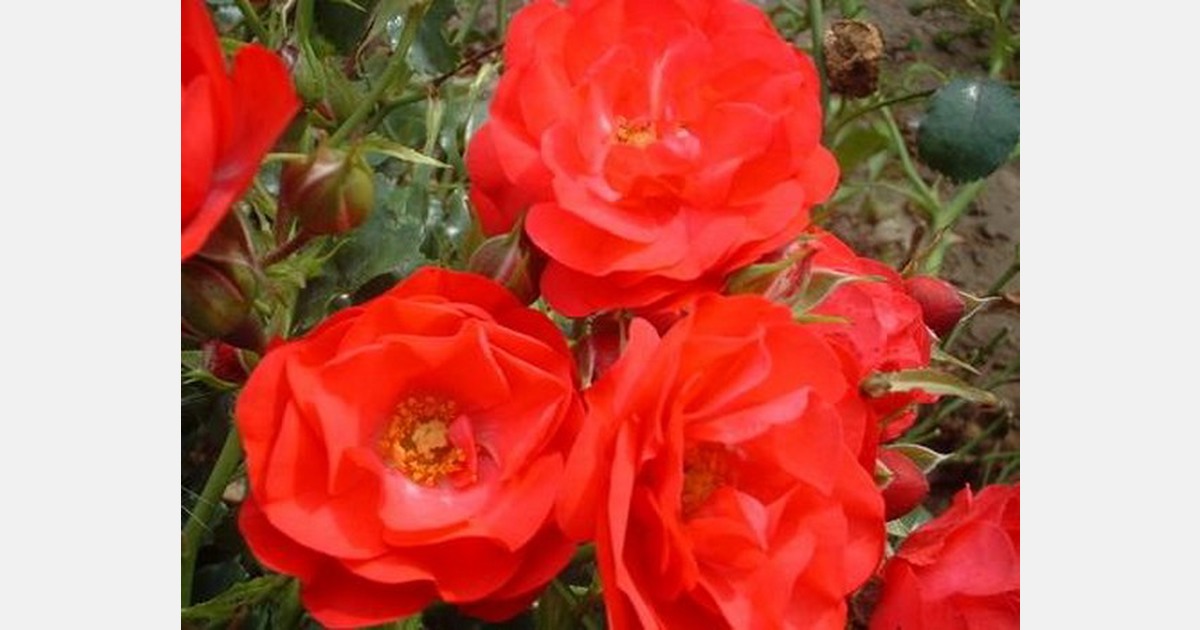 Malpas Flower Club experiences flora of Lancashire at latest meeting