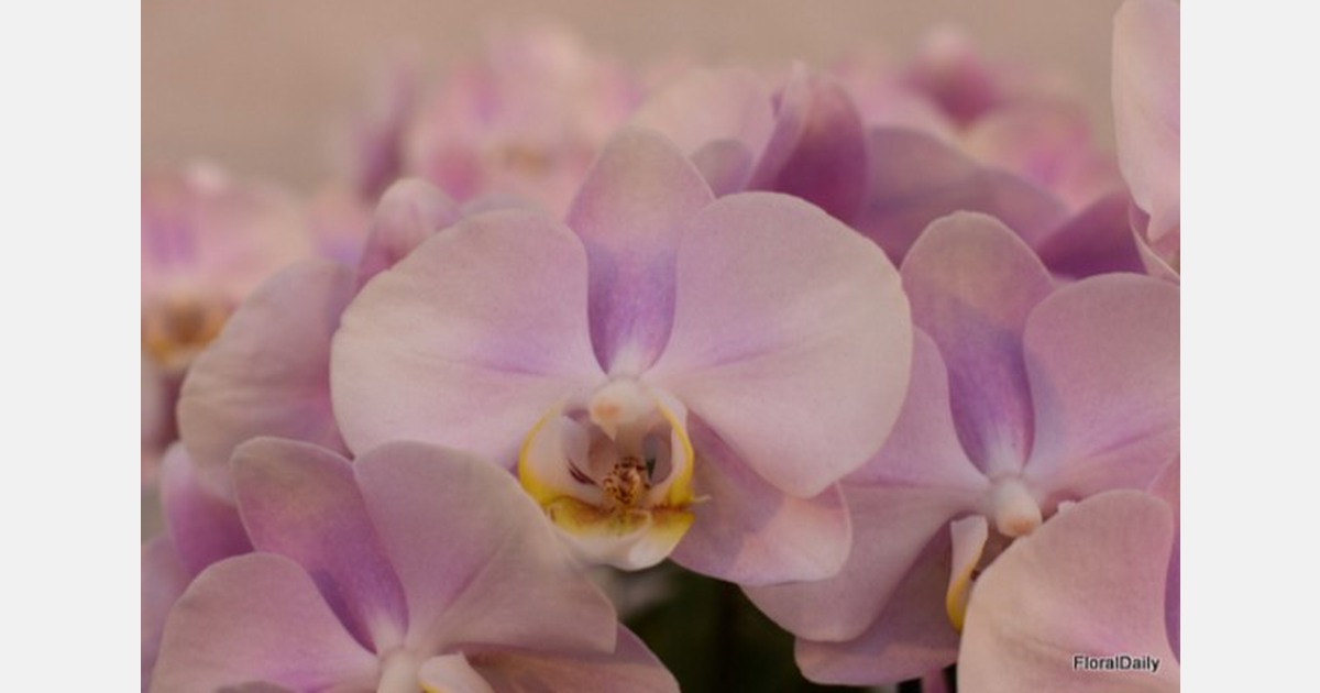 Automated color detection in orchids using color labels and deep learning