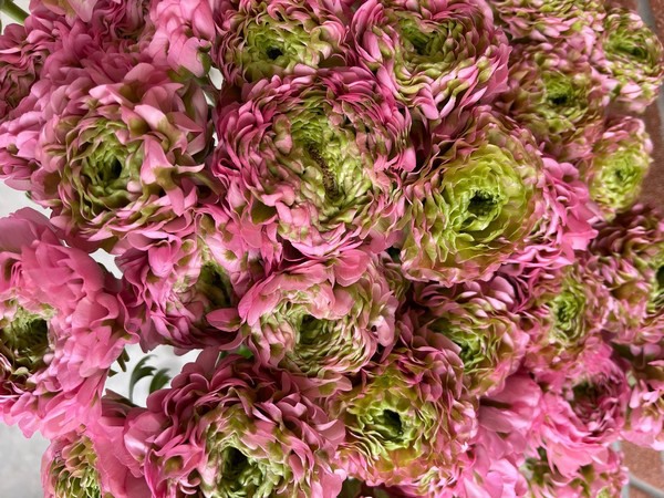 Biancheri Creazioni brings its ranunculus and anemone novelties to IFTT