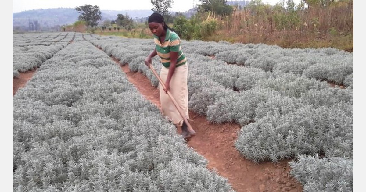 Rwanda: After fleeing, Nicholas Hitimana returned to grow flowers for a ...